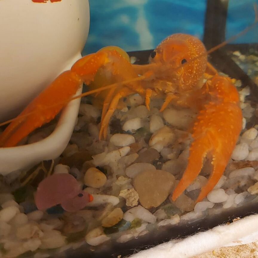 Калифорнийский рак красный