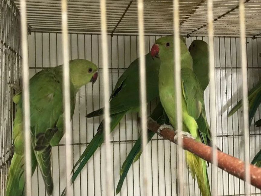 Ожереловый попугай