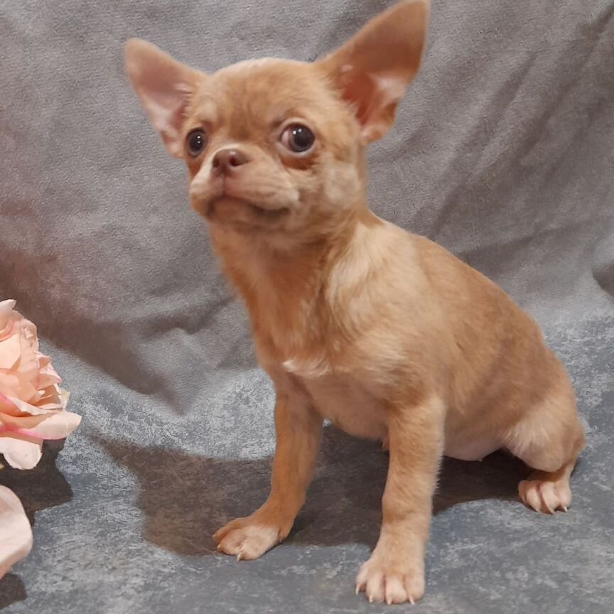 Чихуахуа, щенок