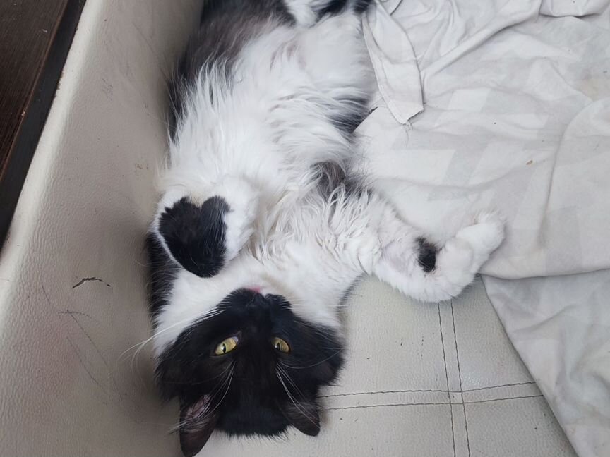 Кот