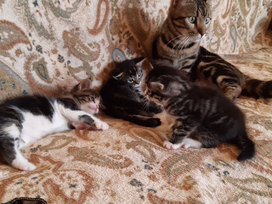 Котята мейн-кун