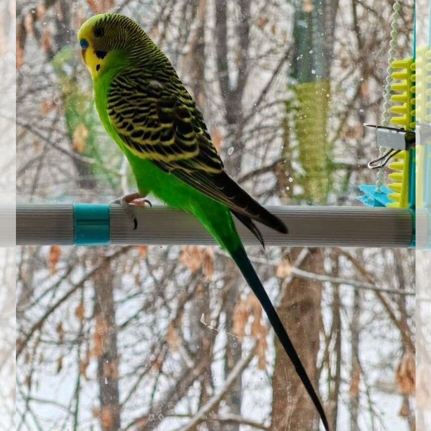 Волнистый попугай самец