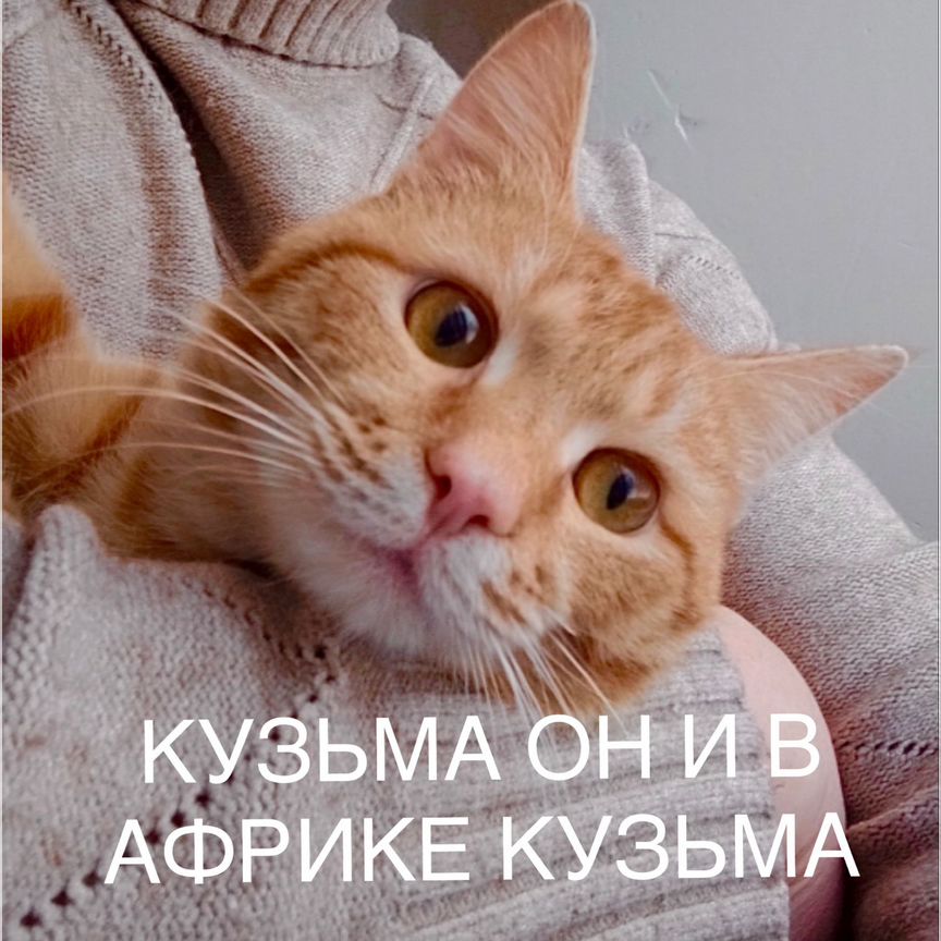 Котёнок в добрые руки