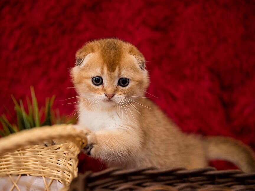 Котята Шотландская золотая шиншилла