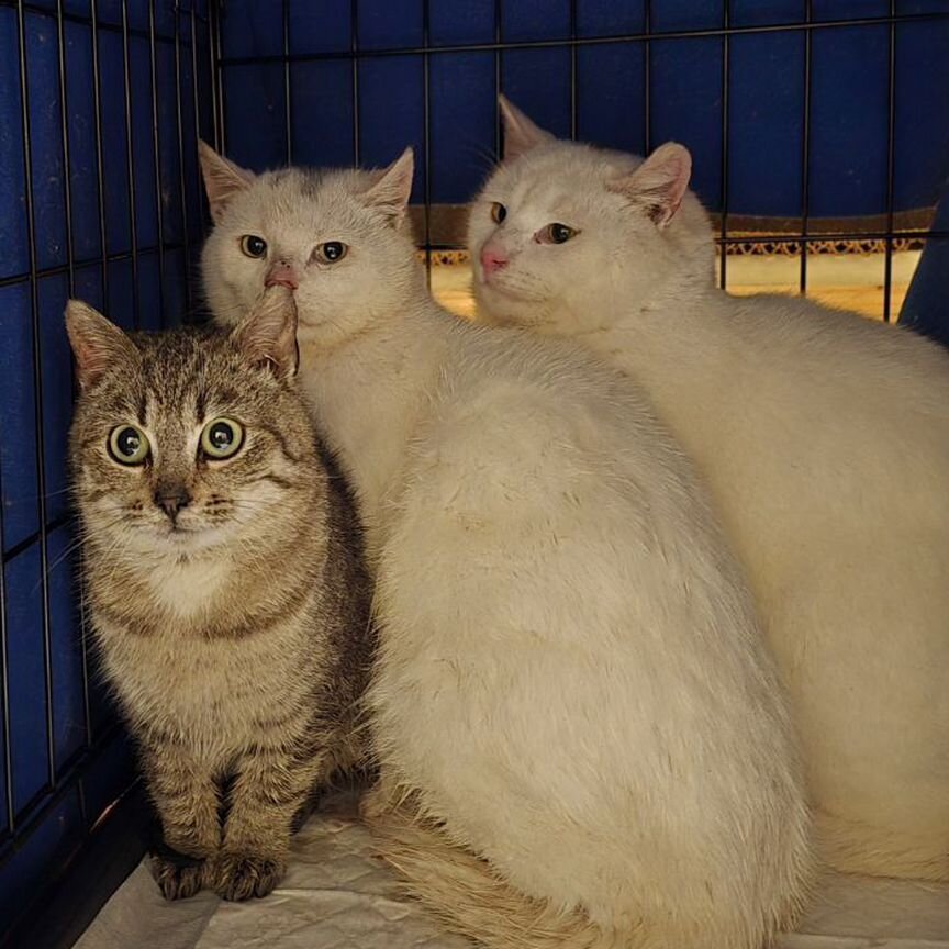 Отловлены в СНТ