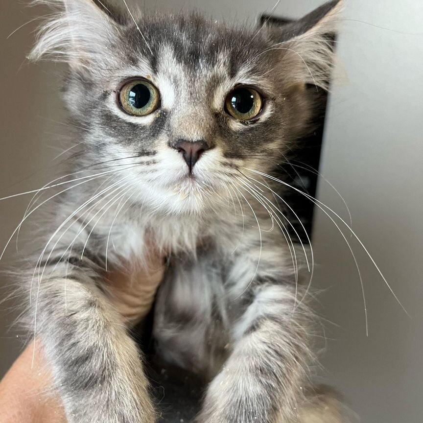 Котенок мурлыка милота