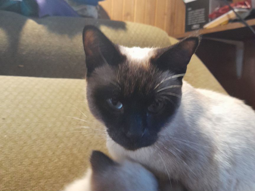 Тайские котята