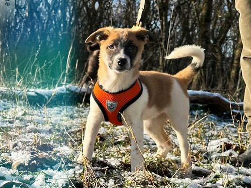 Собака в добрые руки щенок (девочка)