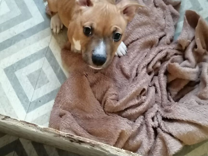 Щенок амстафа