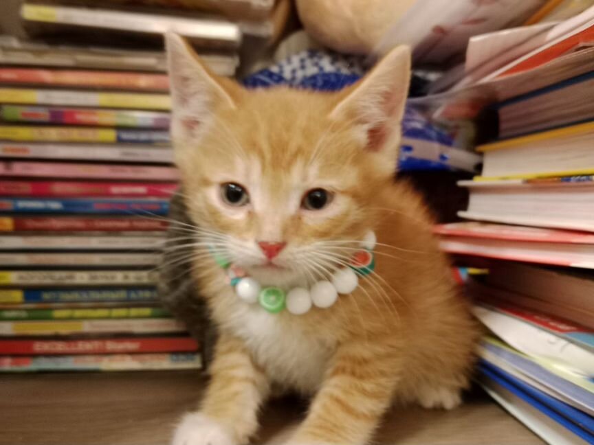 Котенок девочка рыжая