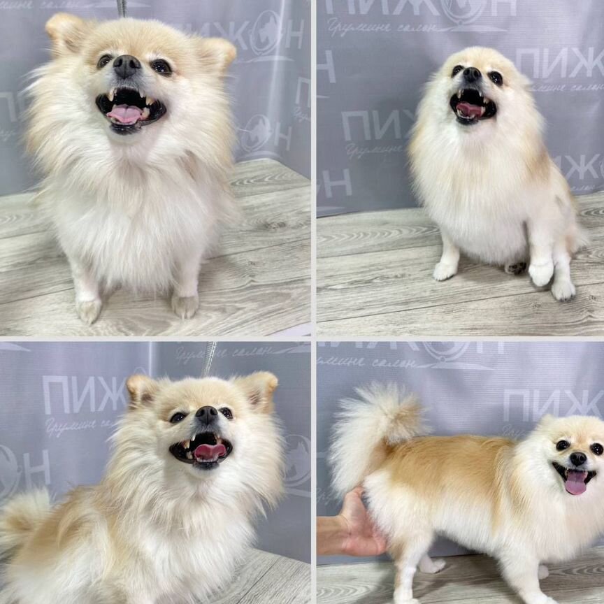 Померанский шпиц, взрослая собака