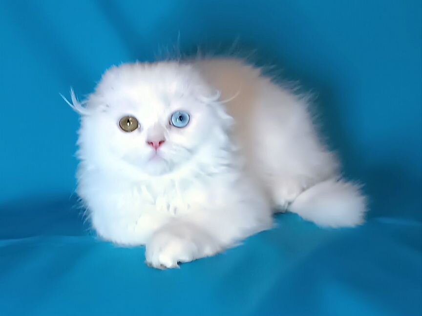 Хайленд фолд