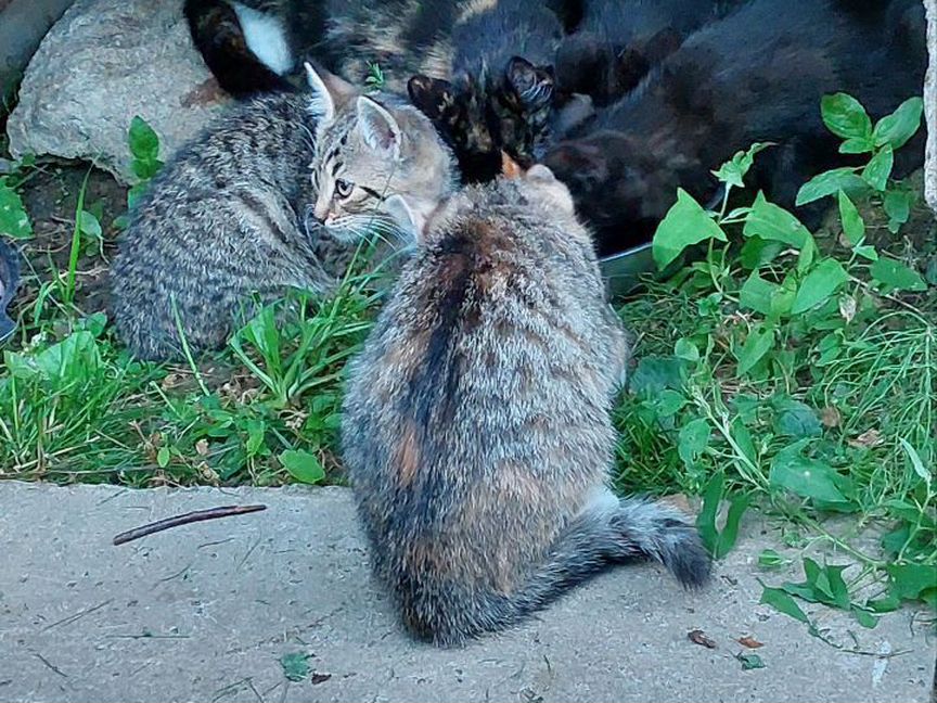 Котята / калико кошка