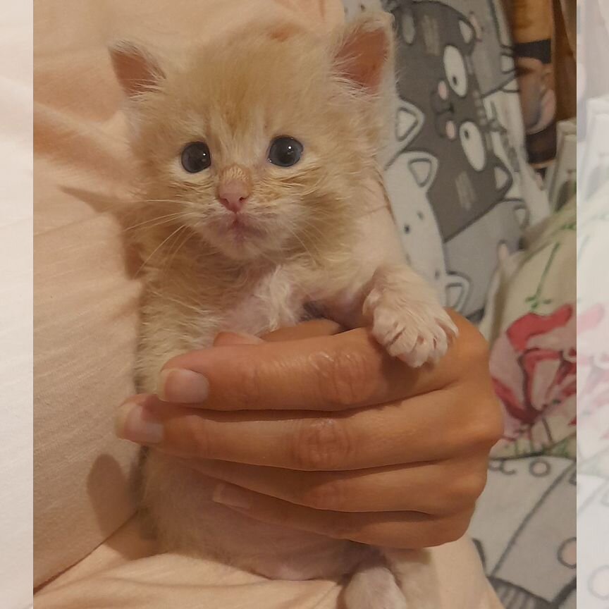Котик в добрые руки