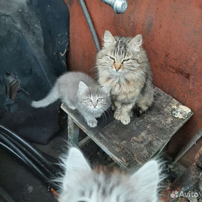 Весёлые котята ищут дом