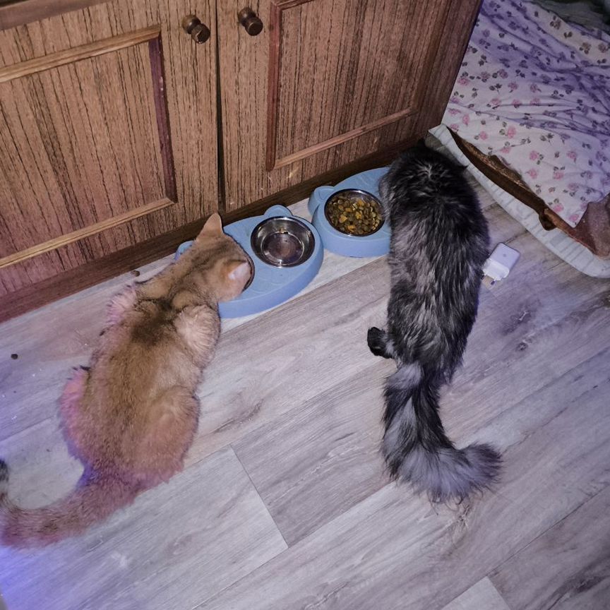 Взрослая, Девочка кошка в добрые руки