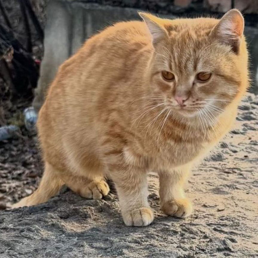 Взрослый кот в добрые руки