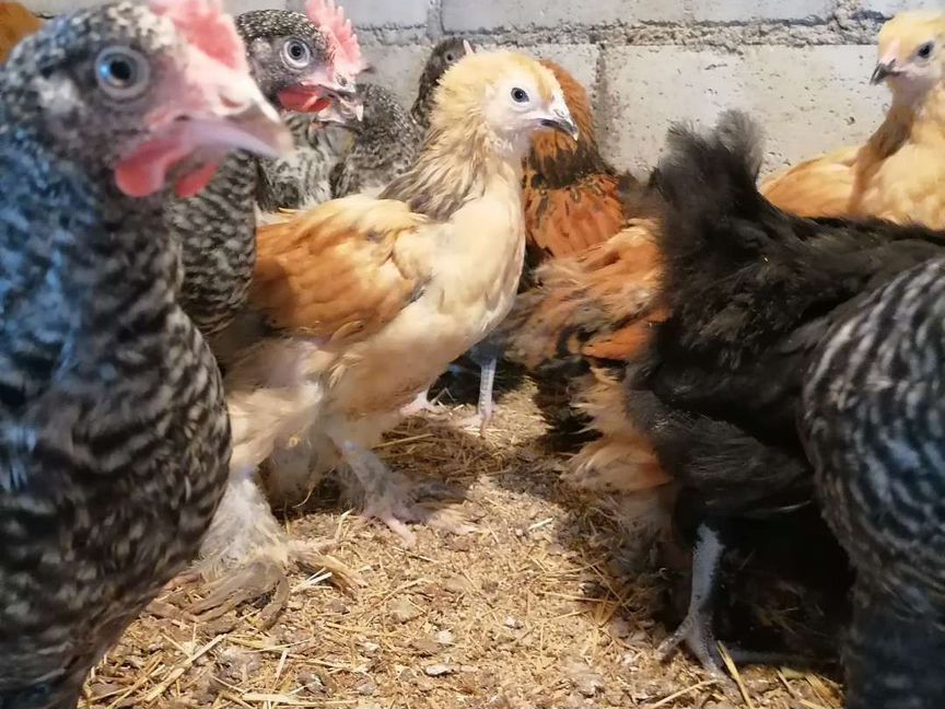 Цыпленок, доминанты, Брама