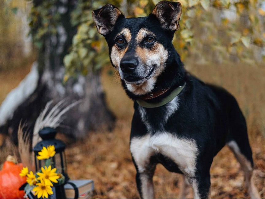 Бесподобная девочка в семью