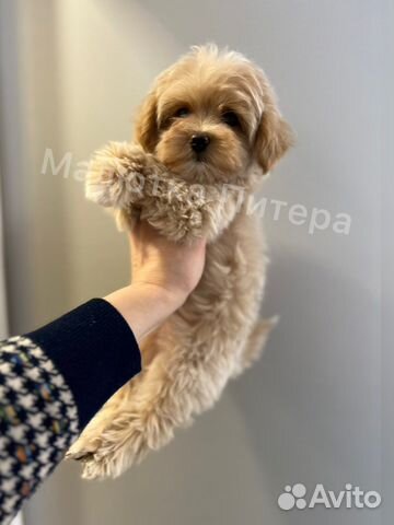 Мальтипу,девочка Барби