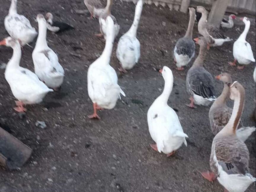 Гусь