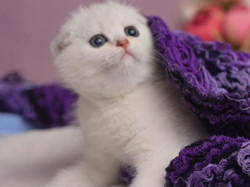 Шотландская вислоухая кошечка серебристая шиншилла