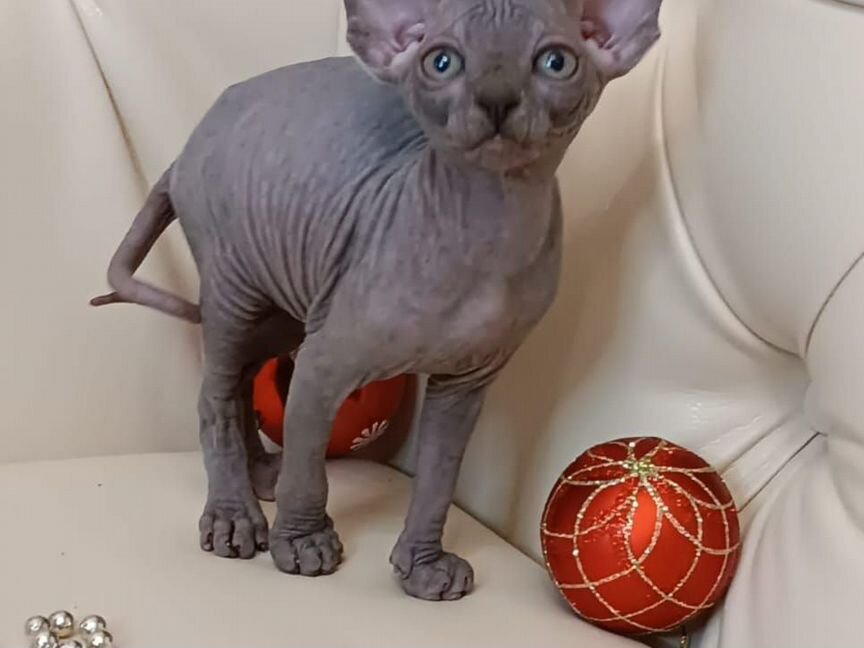 Кошечка редкого окраса