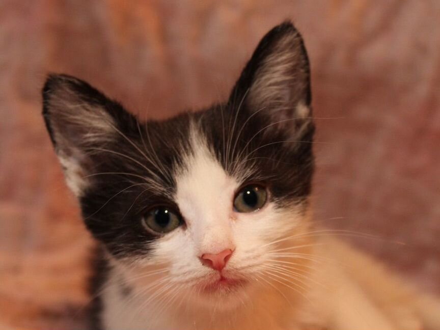 Котенок