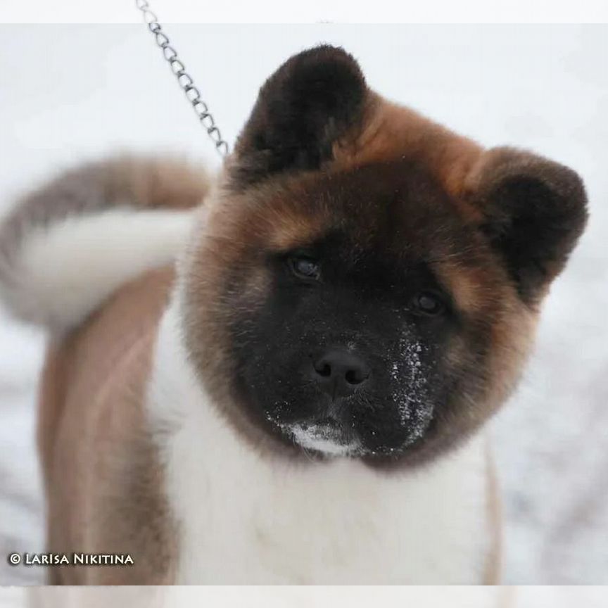 Американская акита, щенок