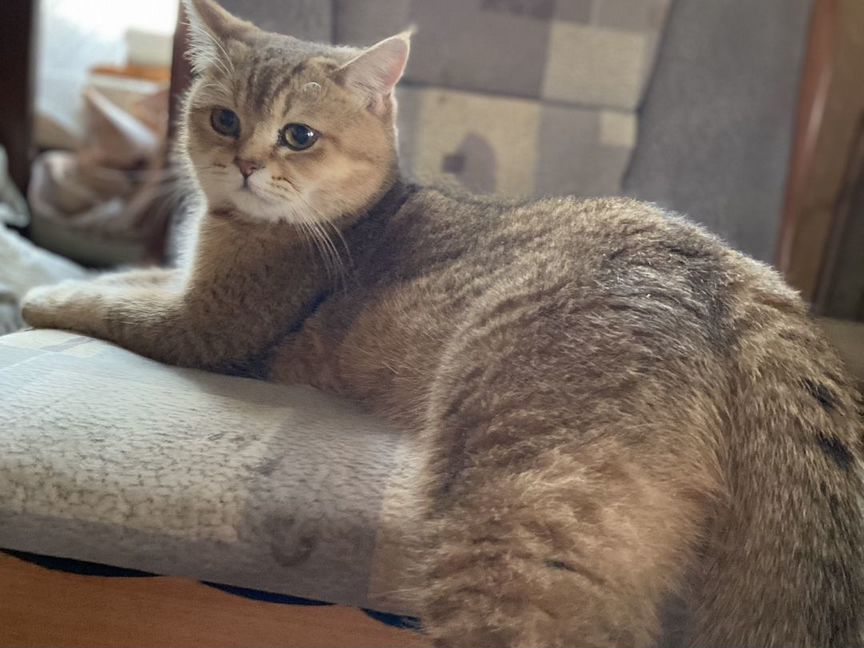 Шотландский кот на вязку