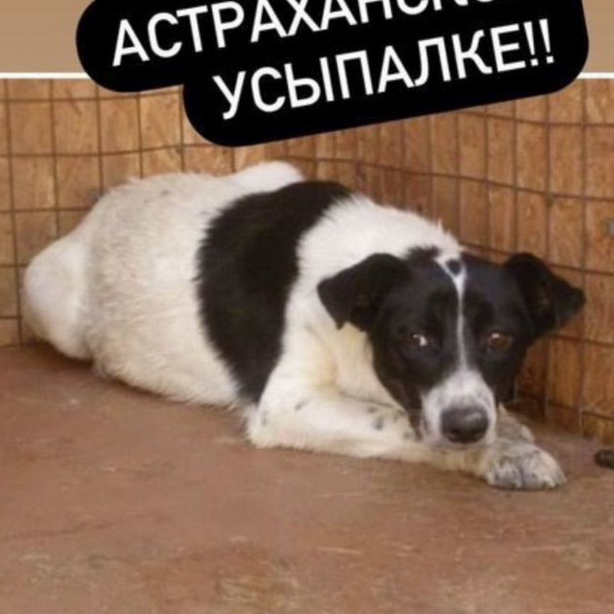 Спасите собаку от усыпления