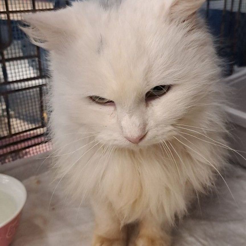 Взрослая, Девочка кошка в добрые руки