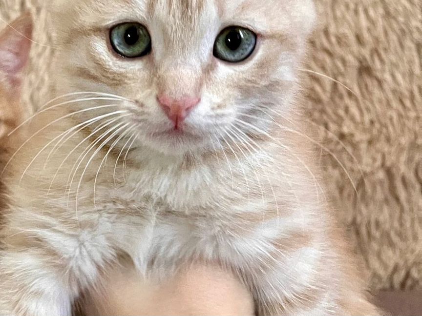 Котенок бежевый