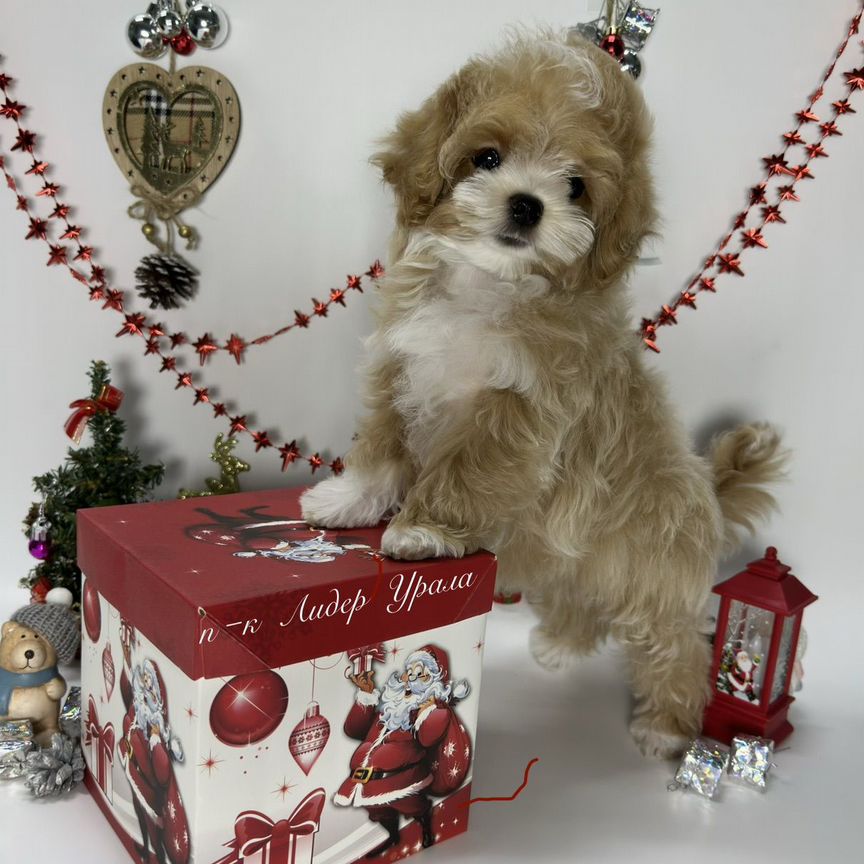 Мальтипу, щенок