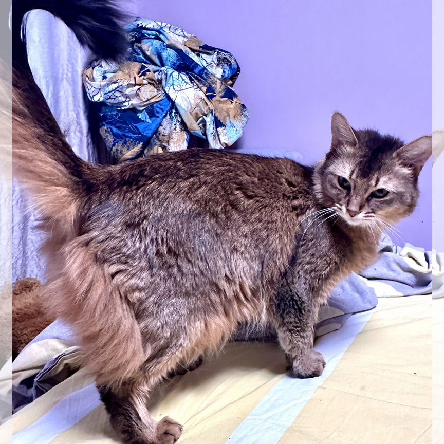 Сомалийская, взрослая кошка