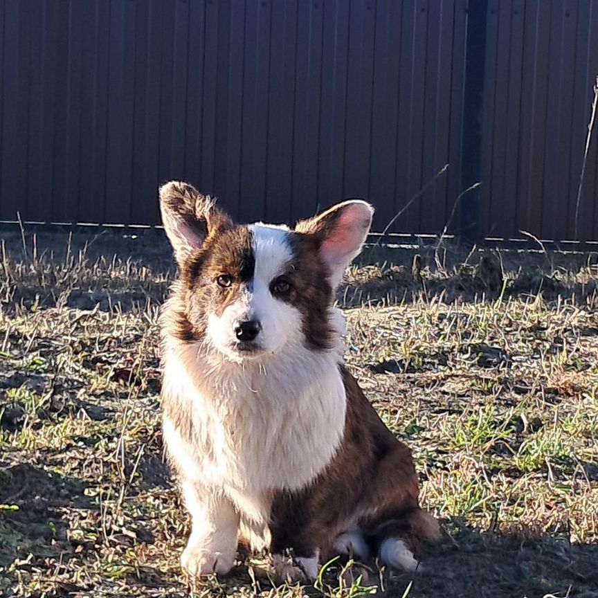 Вельш корги кардиган