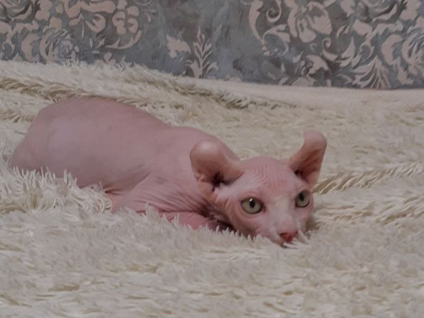 Котята эльфы