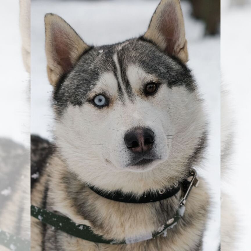 Сибирский хаски, взрослый пёс