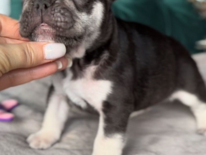 Щенок французика