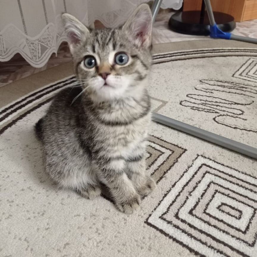 Шотландская