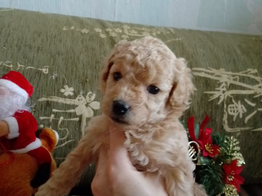 Карликовый пудель