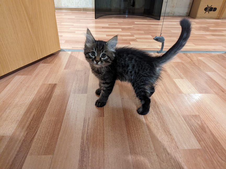 Отдадим котёнка Мэйн Кун метис