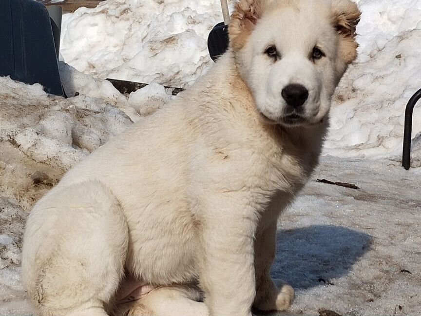 Среднеазиатская овчарка