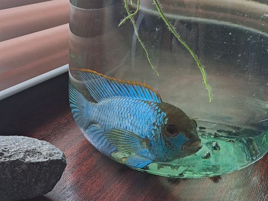 Нанокара неон блю электрик