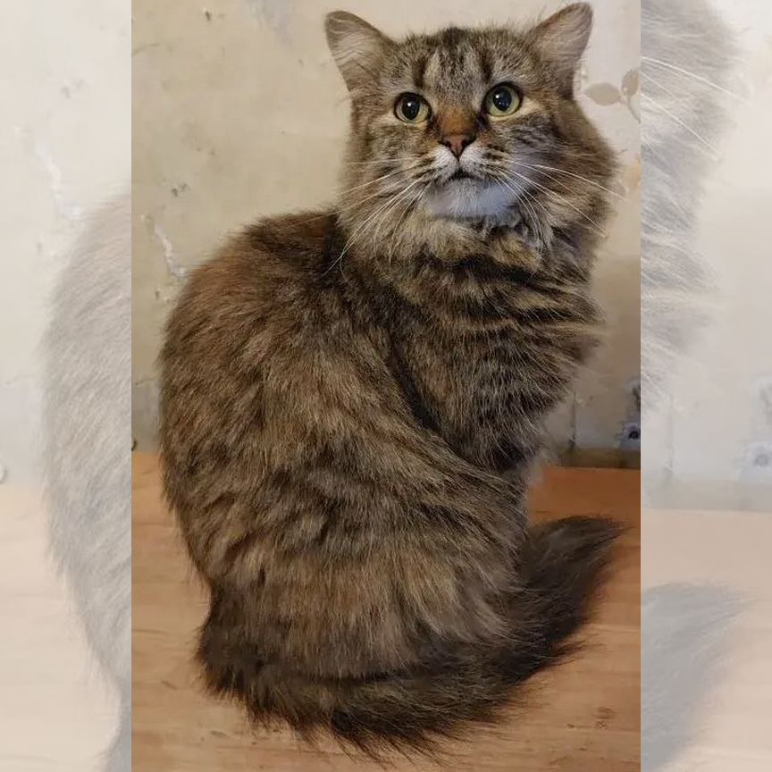 Взрослая, кошка в добрые руки