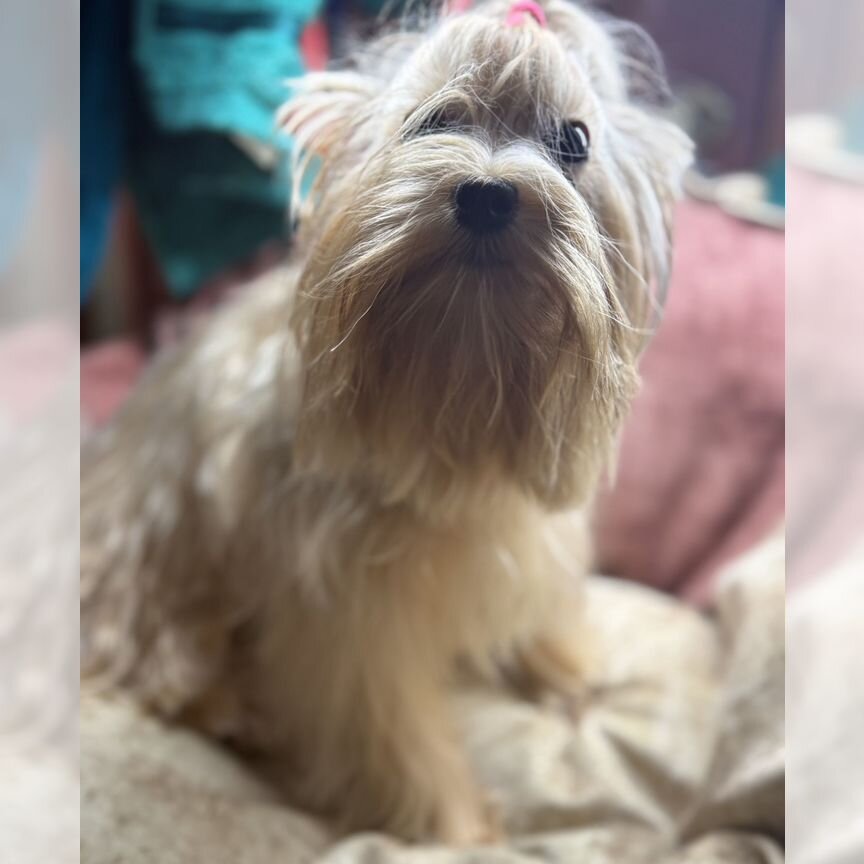 Йоркширский терьер, взрослая собака