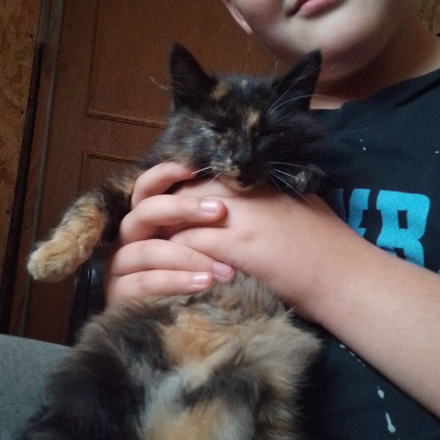 Кошка