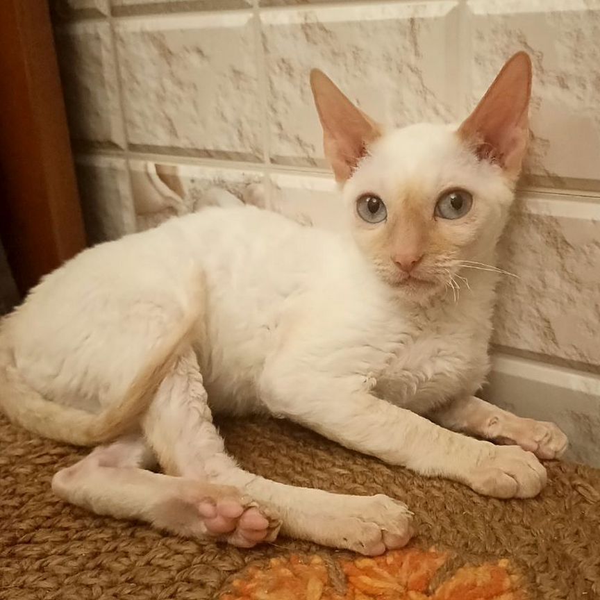 Корниш-рекс котёнок