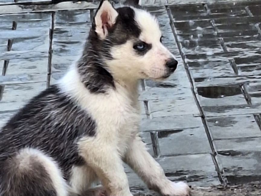 Щенки сибирской хаски и лайки