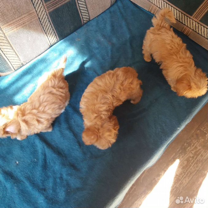 Мальтипу, кавапу мини